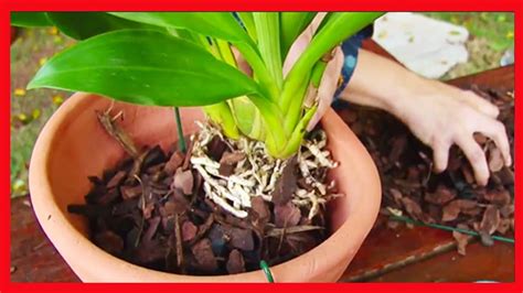 Como Cuidar De Orquideas Aprenda Tirar A Muda Na Hora Certa Veja Como