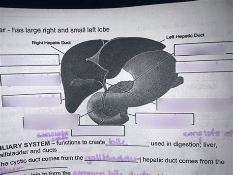 Biliary System Diagram Quizlet