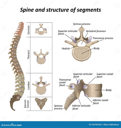 Medical Diagram Of A Human Spine With The Name And Description Of All