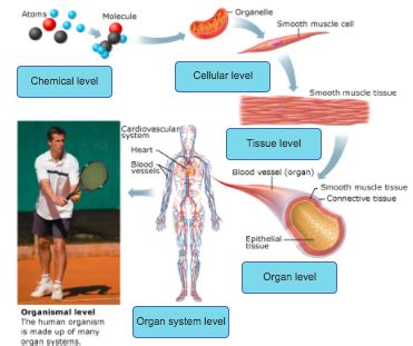 6 Levels Of Structural Organization Of The Human Body