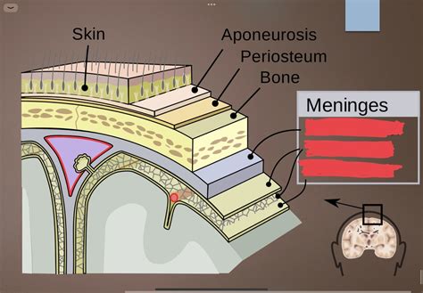 Meninges Diagram Quizlet