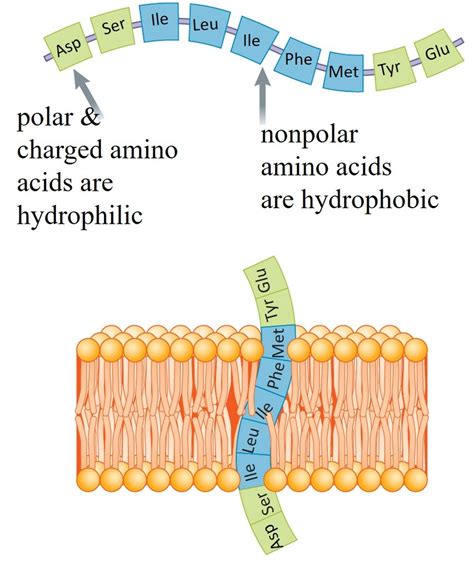 Diagram Of Bio Lec Membranes Membrane Proteins Passive Transport