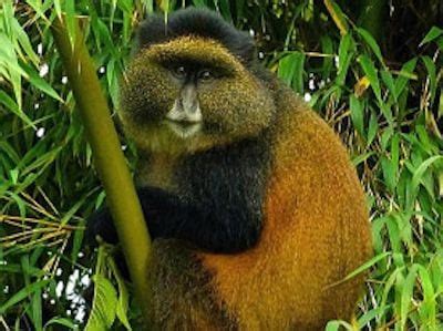 6 Days Uganda Rwanda Primate Tour Gorilla And Golden Monkey Safari