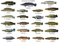 Poster de Peixes Galeria de Peixes de Água Doce Aquariofilia Net