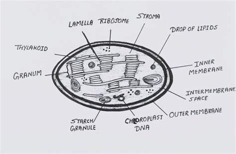Diagram Of A Chloroplast CBSE Class Notes Online Classnotes123