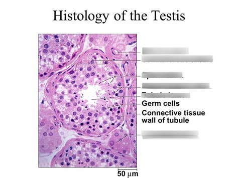 Testis Histology Diagram Quizlet