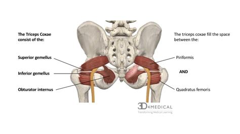 Muscles Advanced Anatomy Nd Ed