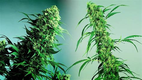 Les Diff Rents Types De Cannabis Bulk Genetics
