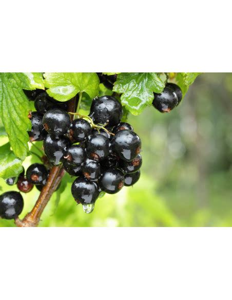 1 Arbolito De Grosella Negra Consort Ribes Nigrum Venta De Grocella