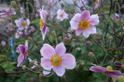 Anemone Garten Pflanzen Kostenloses Foto Auf Pixabay Pixabay