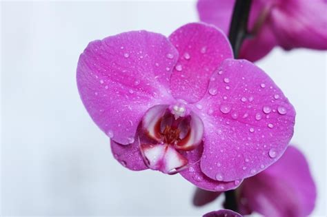 Cerca de una orquídea púrpura sobre fondo blanco enfoque selectivo