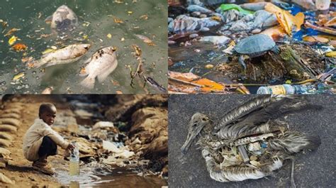 Ô nhiễm môi trường nước là gì Nguyên nhân gây ô nhiễm nước và biện