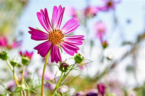 Bunga Bunga Kosmos Tanaman Foto Gratis Di Pixabay Pixabay