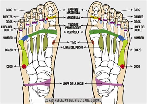 Tu Salud Para Siempre Reflexoterapia Láminas de las Zonas Reflejas