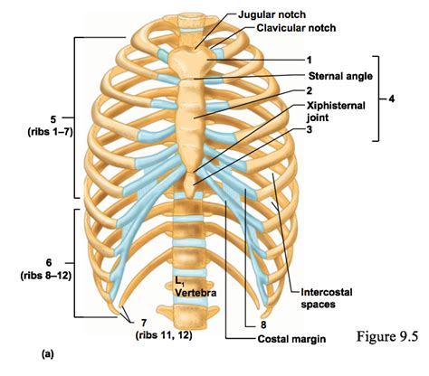 Bio Lab Thoracic Cage Diagram Quizlet