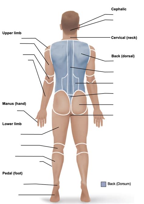 Posterior Dorsal Surface Anatomy Diagram Quizlet