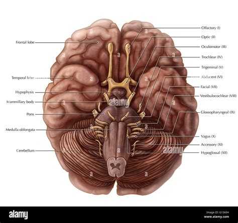 Brain Inferior View Stock Photos Brain Inferior View Stock Images Alamy