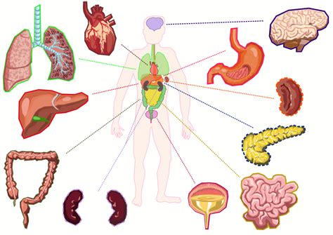 File Organes Du Corps Humain Svg Wikimedia Commons