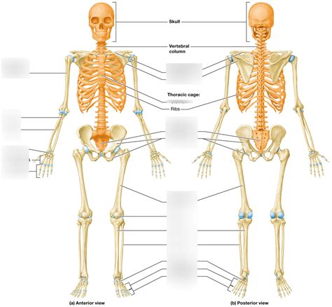 Bone Diagram 7 1 Diagram Quizlet