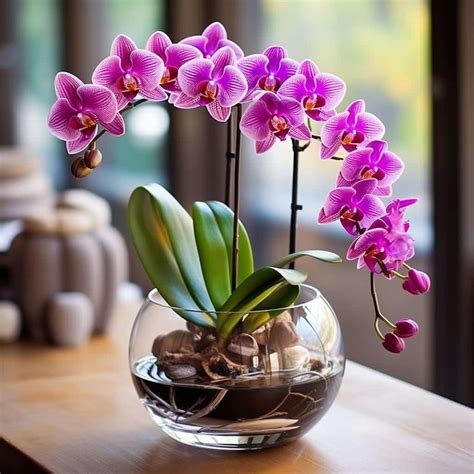 Dicas E Cuidados Para Cultivar Orquídeas No Vaso De Plástico Cursos