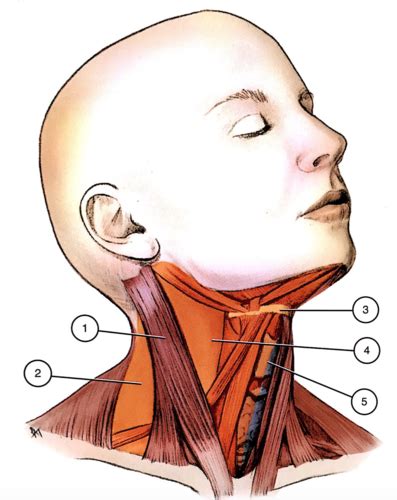 Illustrated Anatomy Of The Head And Neck Chapter 3 4 Flashcards Quizlet