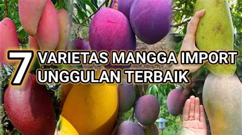 Jenis Mangga Import Terbaik Di Dunia Youtube