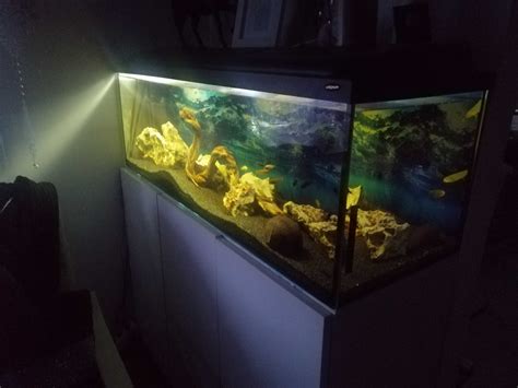 Akwarium 200L z pokrywa Międzyrzecze Górne OLX pl