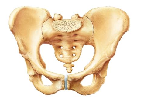 Pelvic Girdle Diagram Quizlet