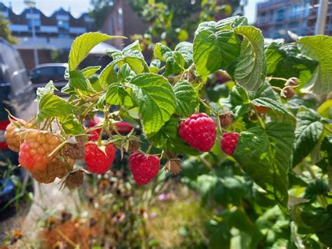 Een Frambozenstruik Planten En Verzorgen Fruitbomen Net