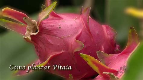 Como Plantar E Produzir Pitaia YouTube