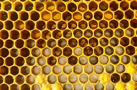 Comment L Abeille Fabrique Le Miel Wikifarmer
