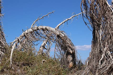 Dead Tree Reference Art Prof Flickr