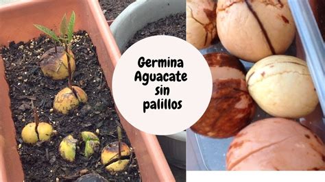 Como Germinar Tu Aguacate Sin Palillos Proceso Completo YouTube