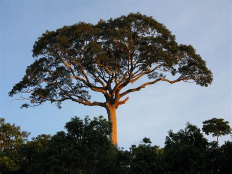 The Ceiba The Sacred Tree Of The Maya The Yucatan Times