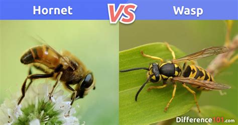 Hornet Vs Wasp Key Differences Pros Cons FAQ Difference 101