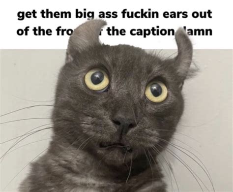 Get Them Bigass Ears Out Of The Caption Get Them Bigass Ears Out Of The Caption Know Your Meme