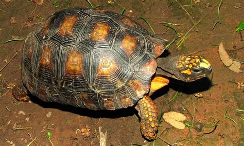 Tudo Sobre Jabuti Mundo Ecologia