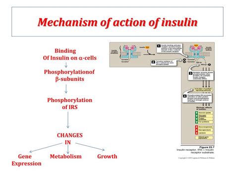Mechanism Of Action Of Insulin Flow Chart