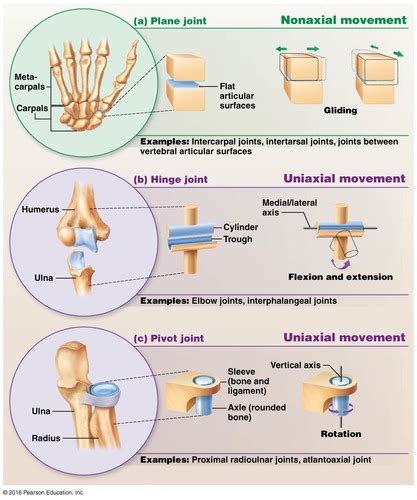Lecture Joints Articulations Flashcards Quizlet