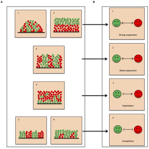 Frontiers Interspecific Bacterial Interactions Are Reflected In