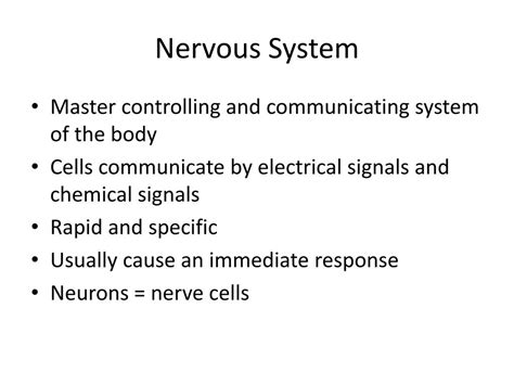 Ppt Chapter Fundamentals Of The Nervous System And Nervous Tissue