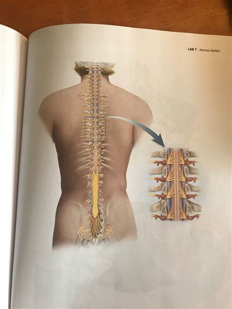 Spinal Cord Posterior View Diagram Quizlet