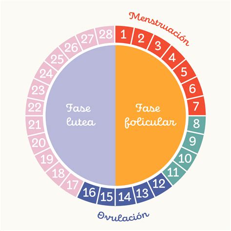 Fases Del Ciclo Menstrual