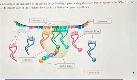 Solved E Ribosome In The Diagram Is In The Process Of Chegg