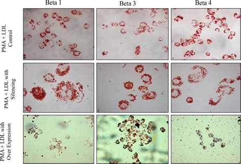 Thp 1 Cell Line Maintenance ATCC Bioz