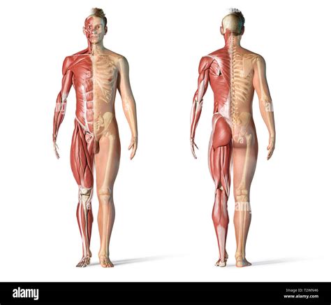 Hombre anatomía muscular y esquelético Vista frontal y posterior sobre