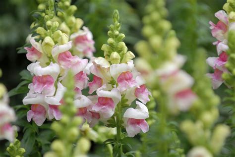 Snapdragon Plant Care