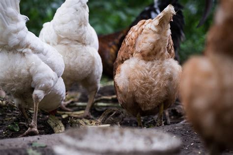 Recette de pâtée pour poules Poulorama tout sur les poules