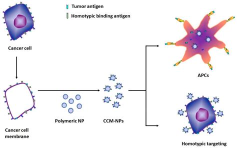 Molecules Free Full Text Insights Into Multifunctional Nanoparticle