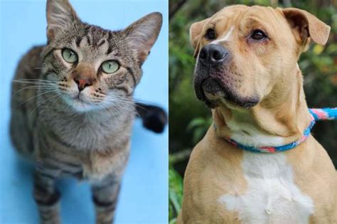 Quiere adoptar un gato o un perro en Bogotá Estos animales buscan una